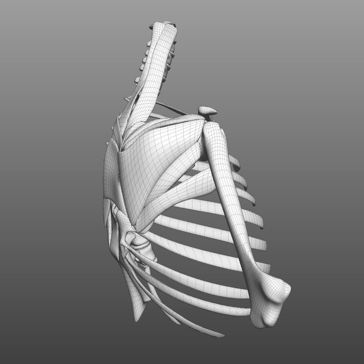 Scapular Muscle Group - 3D Model by AzulUtak