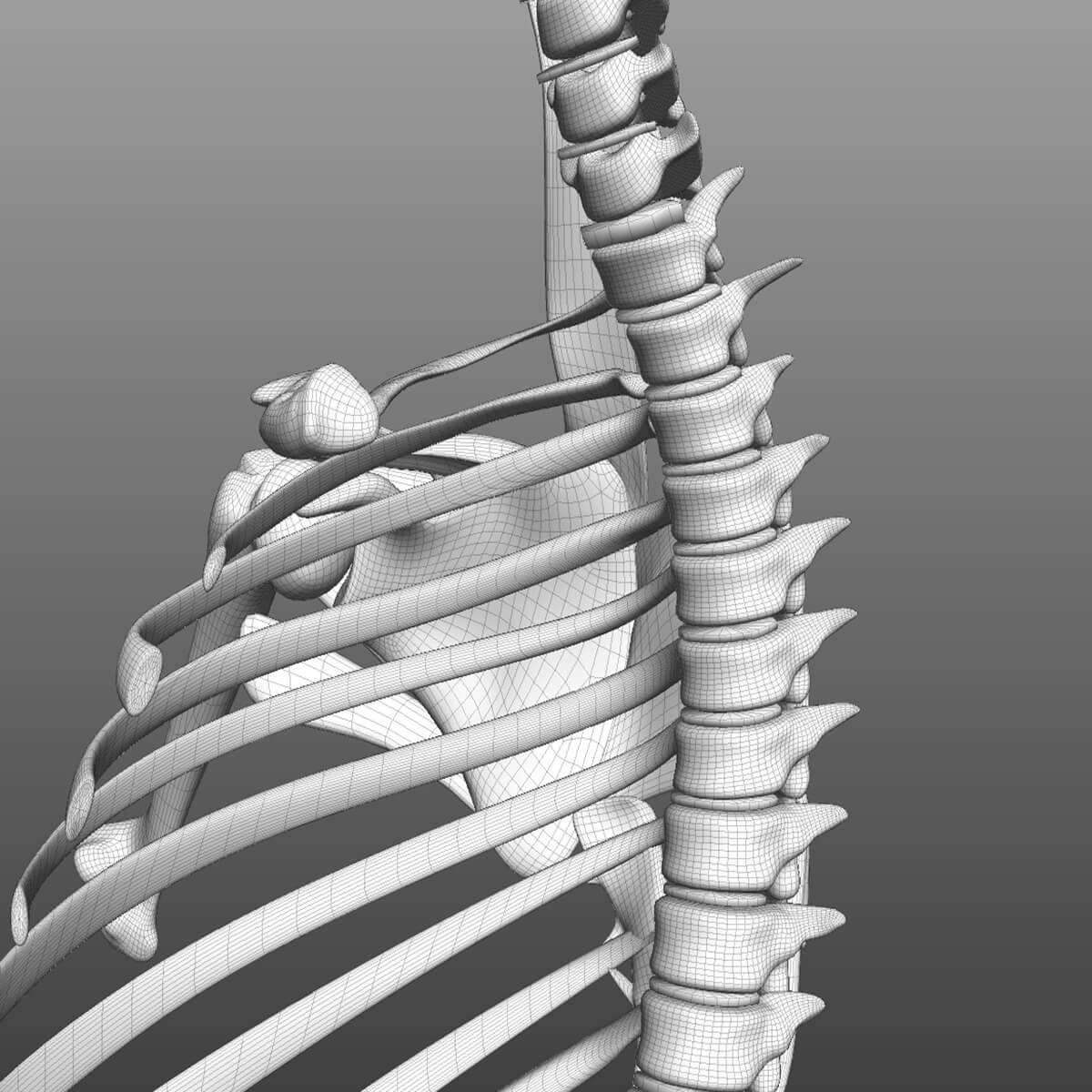 Scapular Muscle Group - 3D Model by AzulUtak