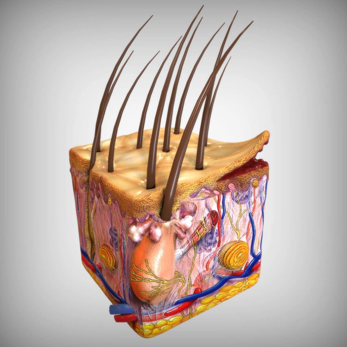 Skin Anatomy - 3D Model by AzulUtak