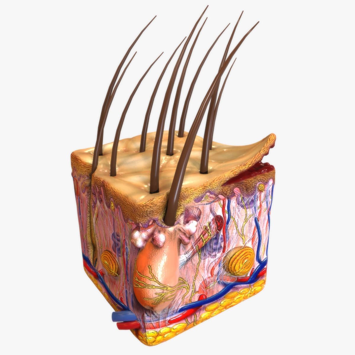 Skin Anatomy - 3D Model by AzulUtak