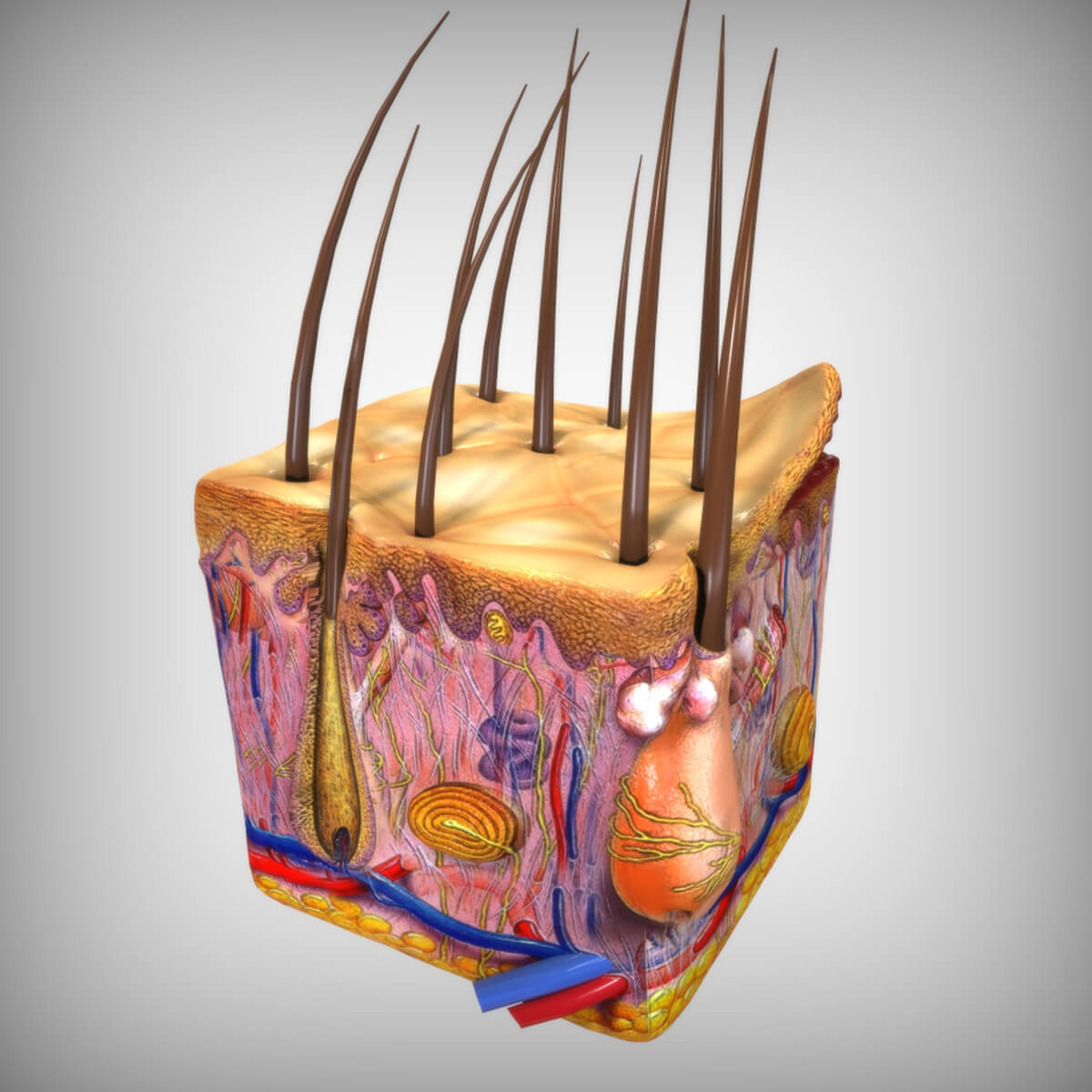 Skin Anatomy - 3D Model by AzulUtak