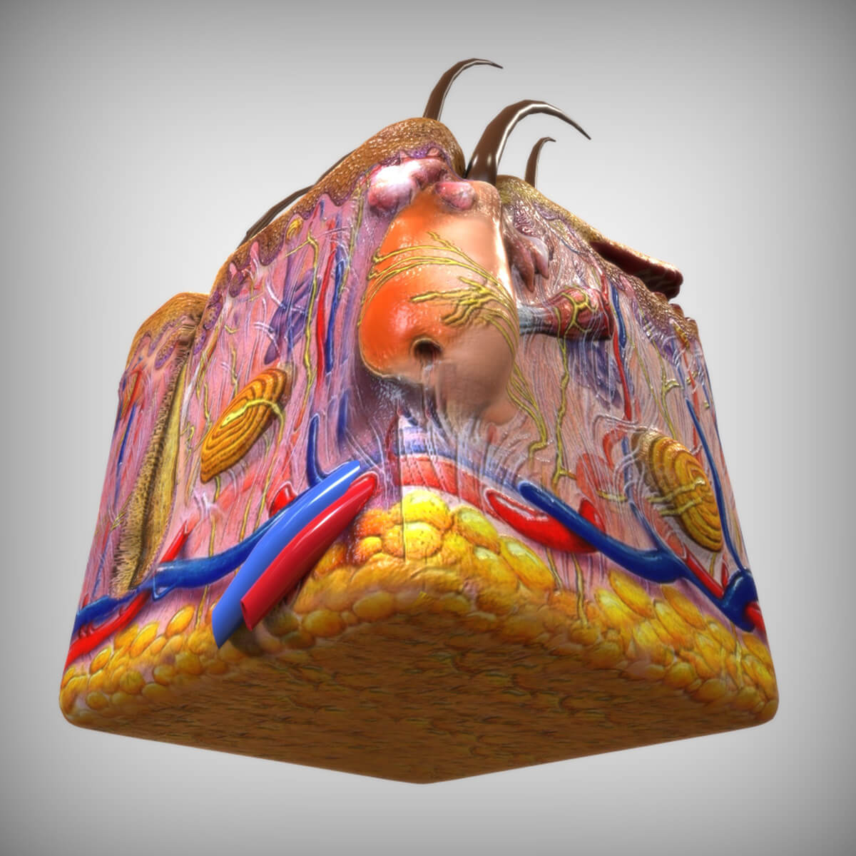 Skin Anatomy - 3D Model by AzulUtak