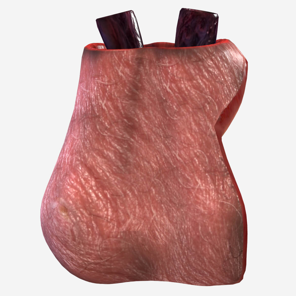 Testicular Anatomy - 3D Model by AzulUtak