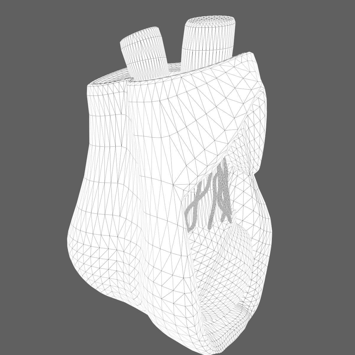 Testicular Anatomy - 3D Model by AzulUtak