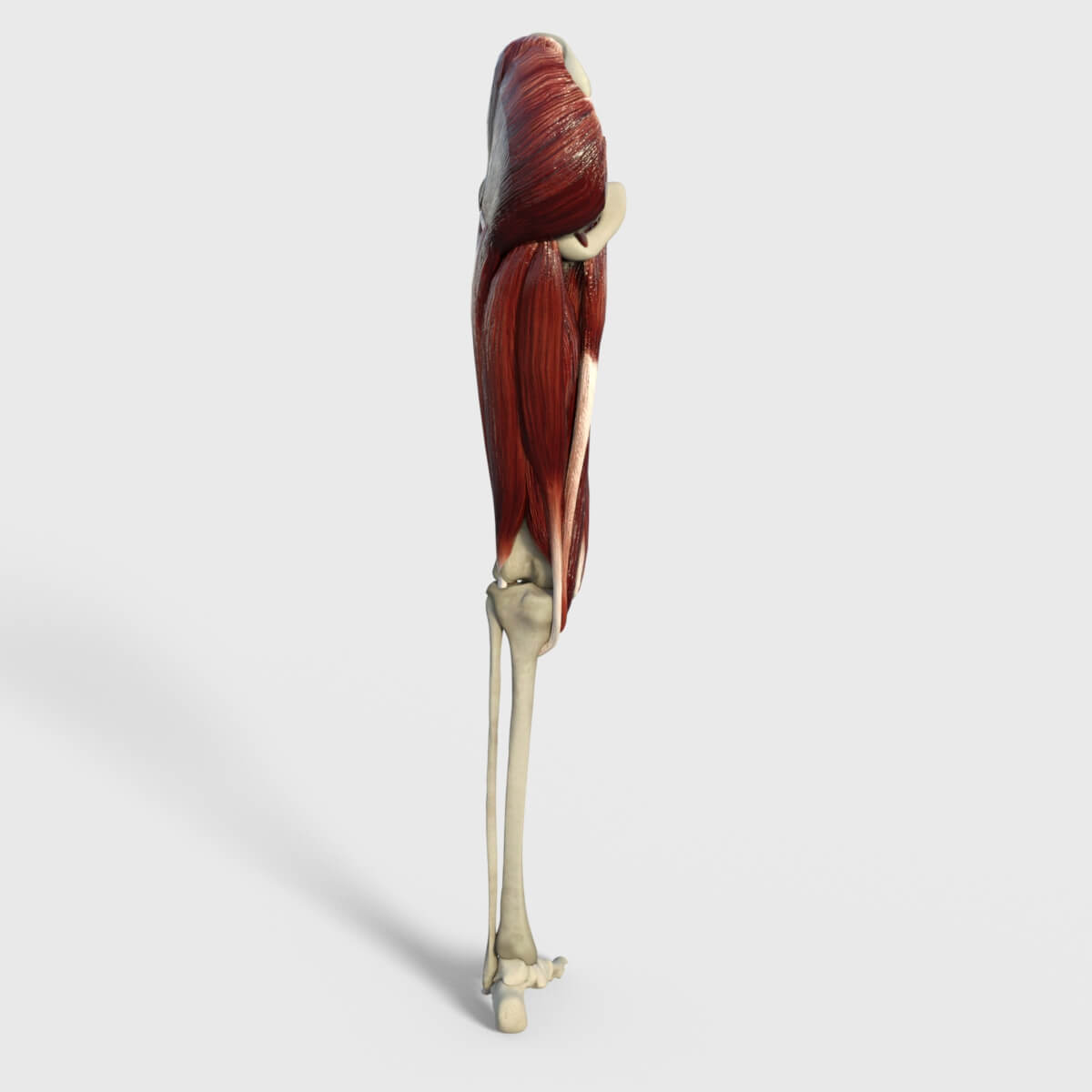 Thigh Muscles - 3D Model by AzulUtak