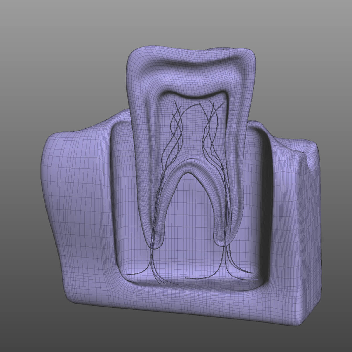 Tooth Cutaway - 3D Model by AzulUtak