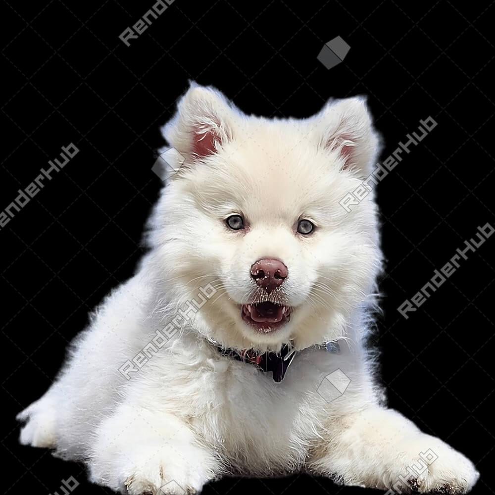 White Dog Png - Stock Image by Babakn