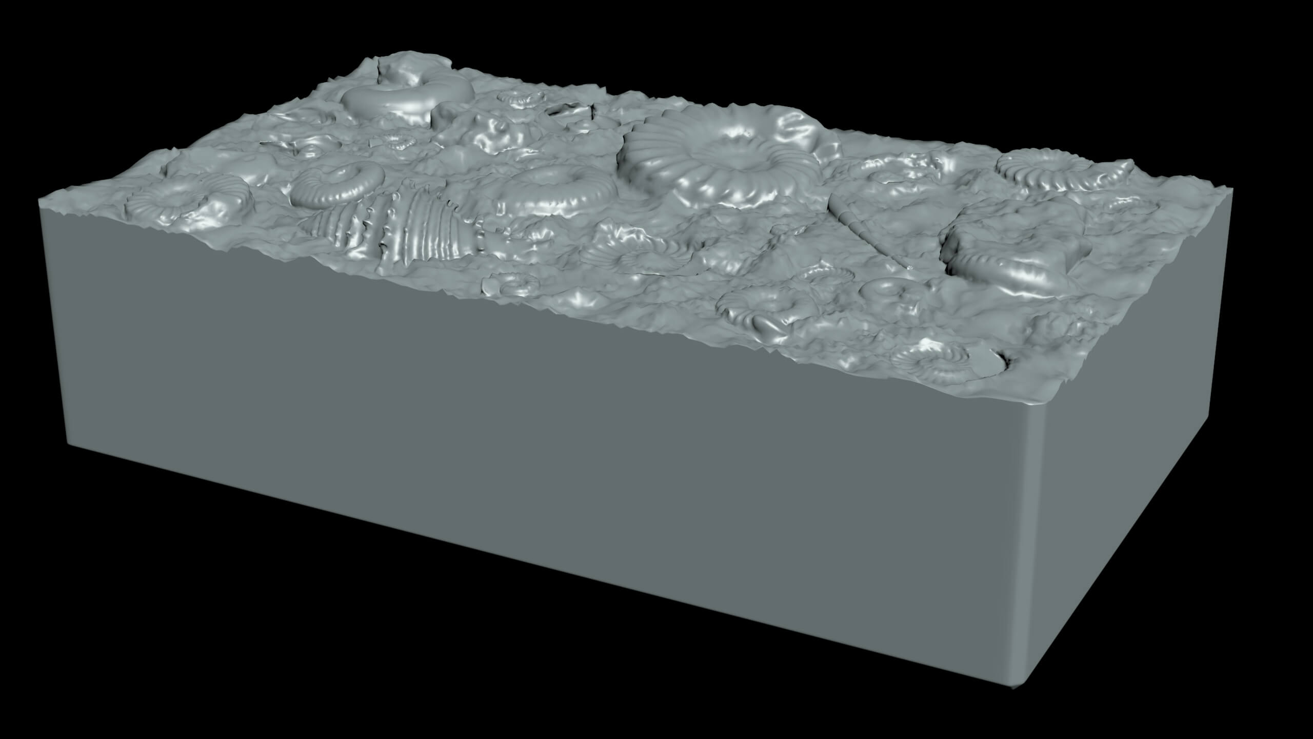 Fossil Shells Mold - 3D Model by bayazoff