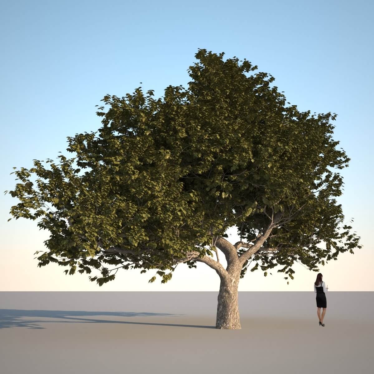 HQ Vegetation - Generic Tree 3D Model by BBB3viz