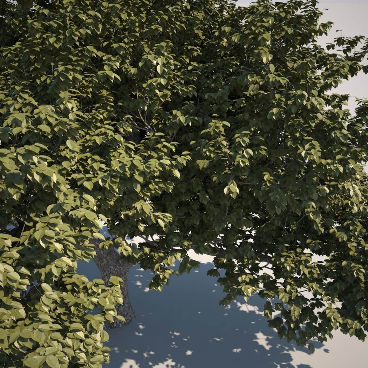 HQ Vegetation - Generic Tree 3D Model by BBB3viz