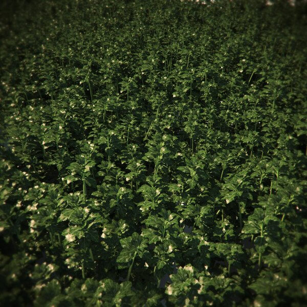 HQ Vegetation - Ground Cover 1 - 3D Model by BBB3viz