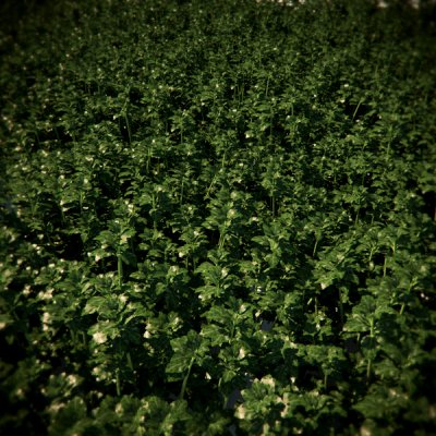 Ground Cover Plants Texture