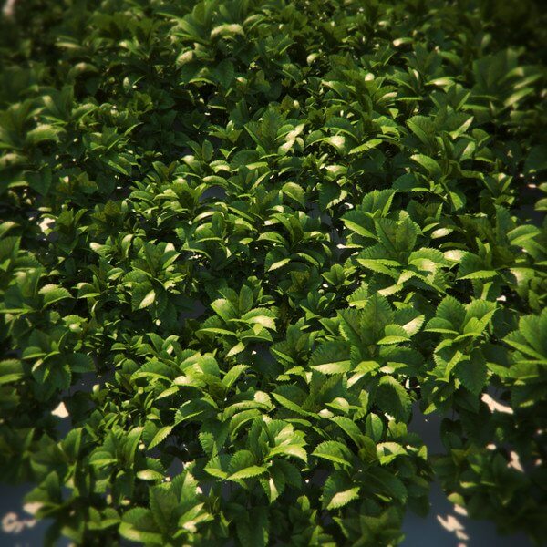 HQ Vegetation - Ground Cover 2 3D Model by BBB3viz