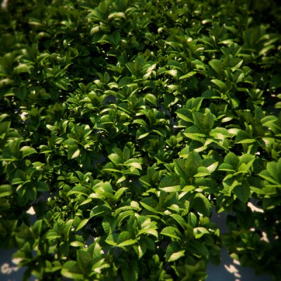 HQ Vegetation - Ground Cover 2 3D Model by BBB3viz