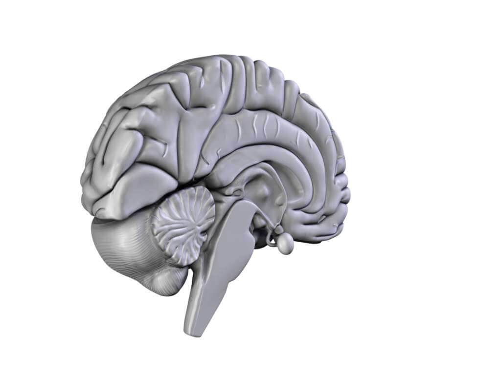 Interactive Brain Model