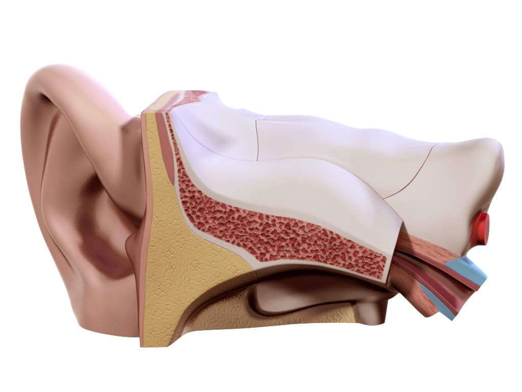 Human Ear - 3D Model by Behr Bros