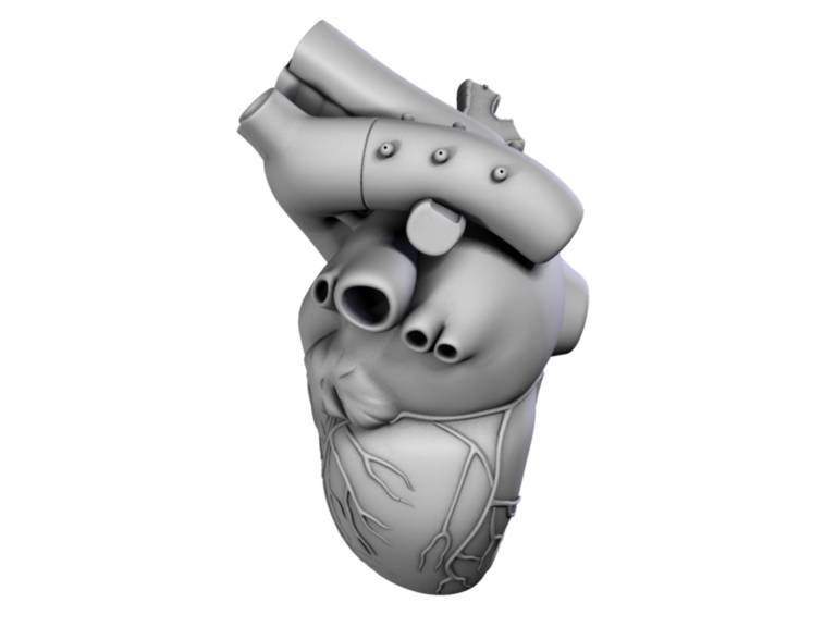 Human Heart - 3D Model by Behr Bros