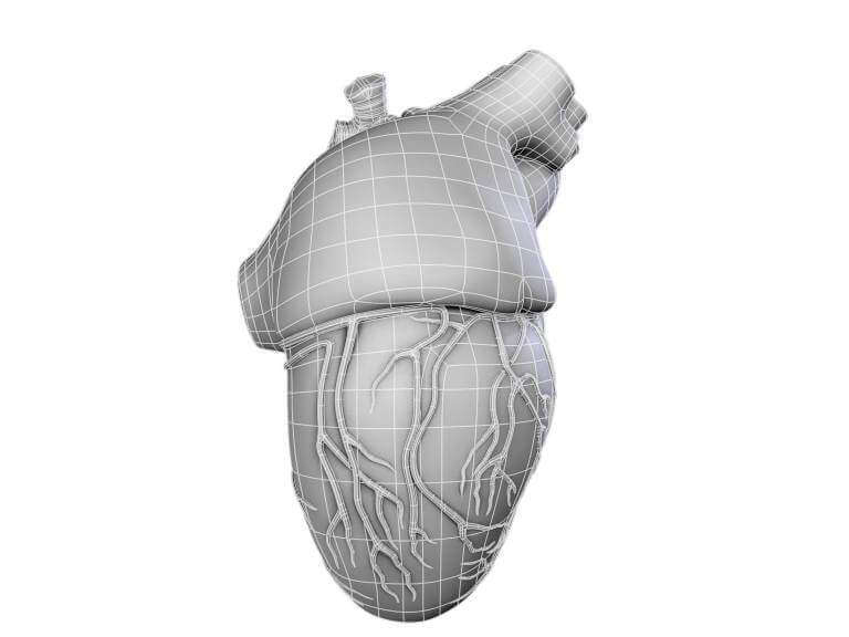 Human Heart - 3D Model by Behr Bros