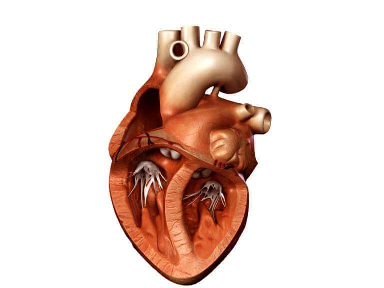 Human Heart - 3D Model by Behr Bros