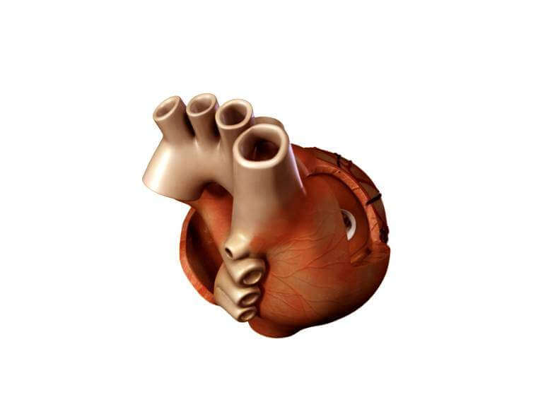 Human Heart - 3D Model by Behr Bros