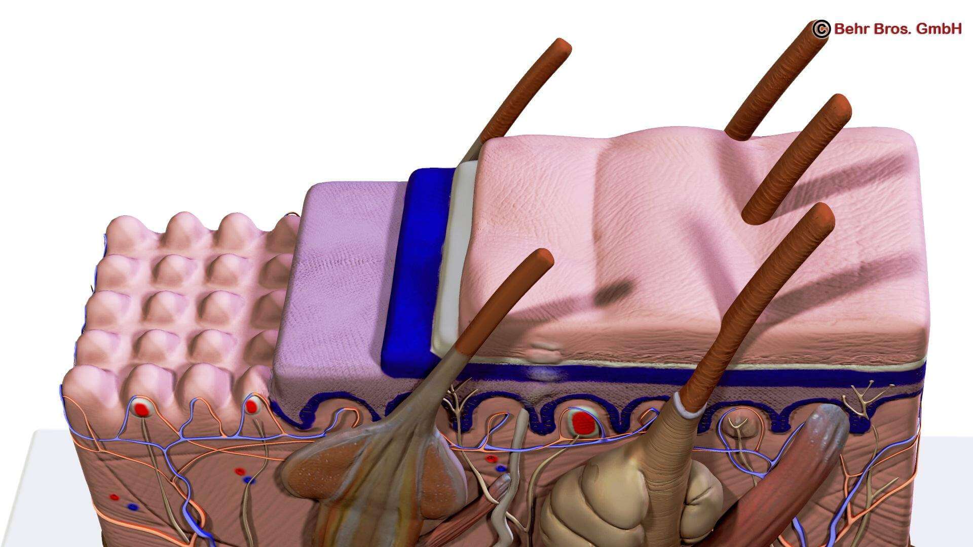 Human Skin - 3D Model by Behr Bros