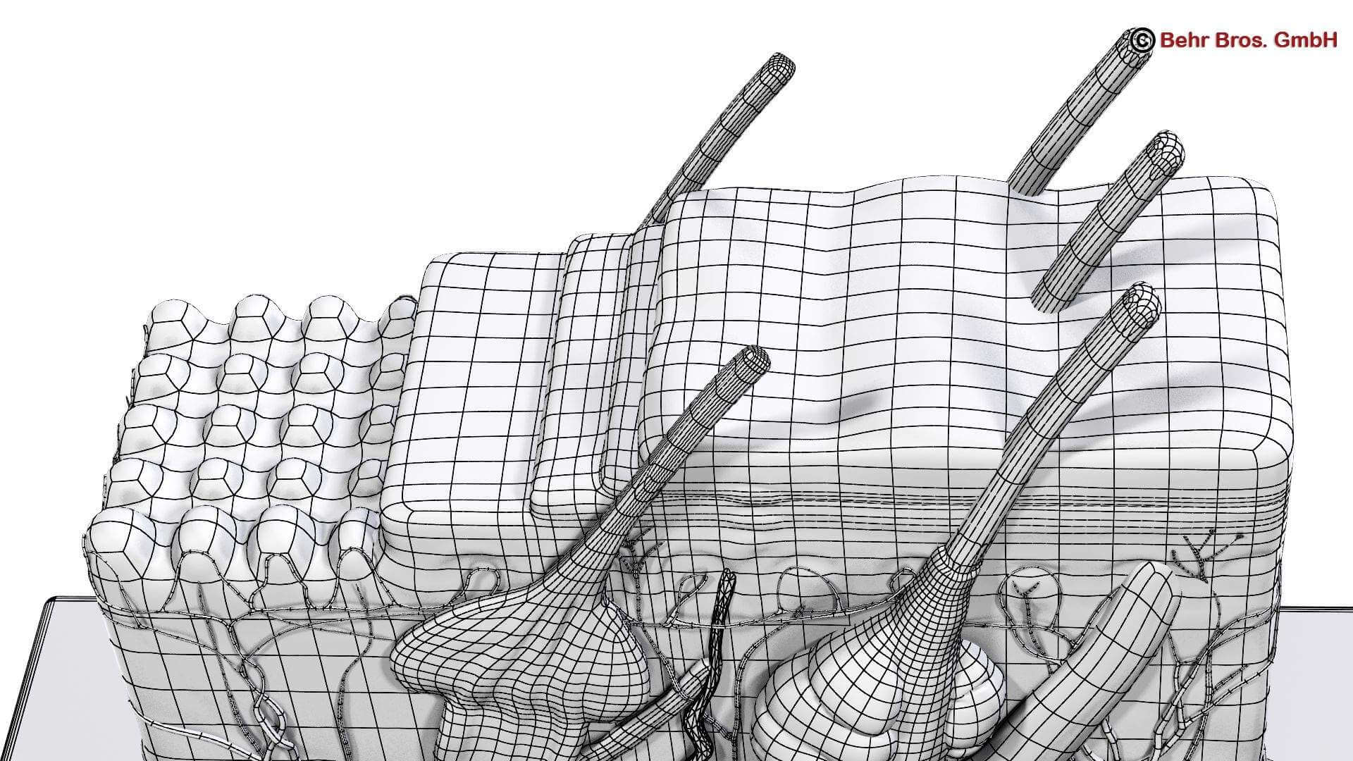 Human Skin - 3D Model by Behr Bros