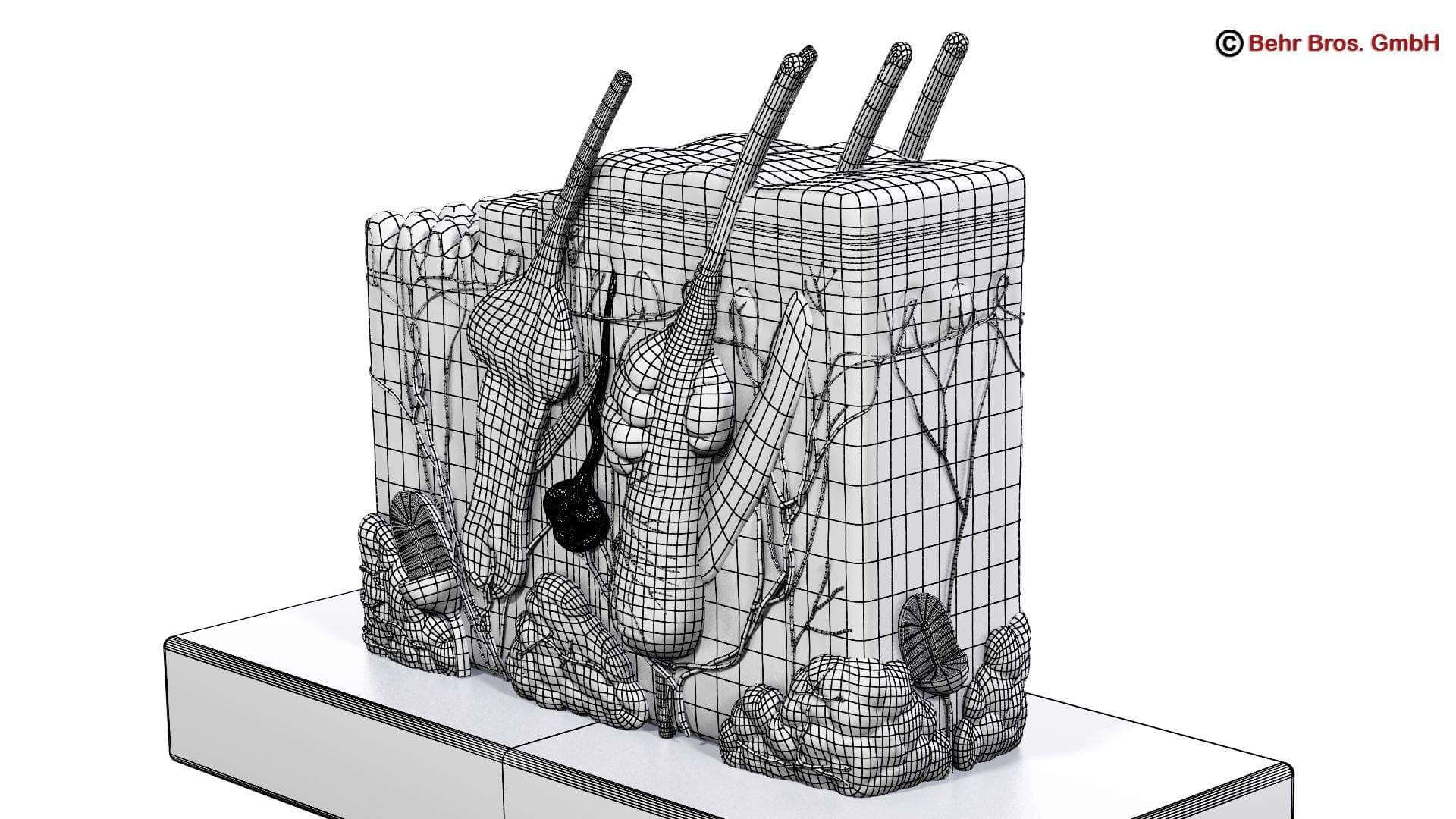 Human Skin - 3D Model by Behr Bros