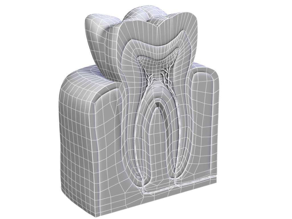 Human Tooth - 3D Model by Behr Bros