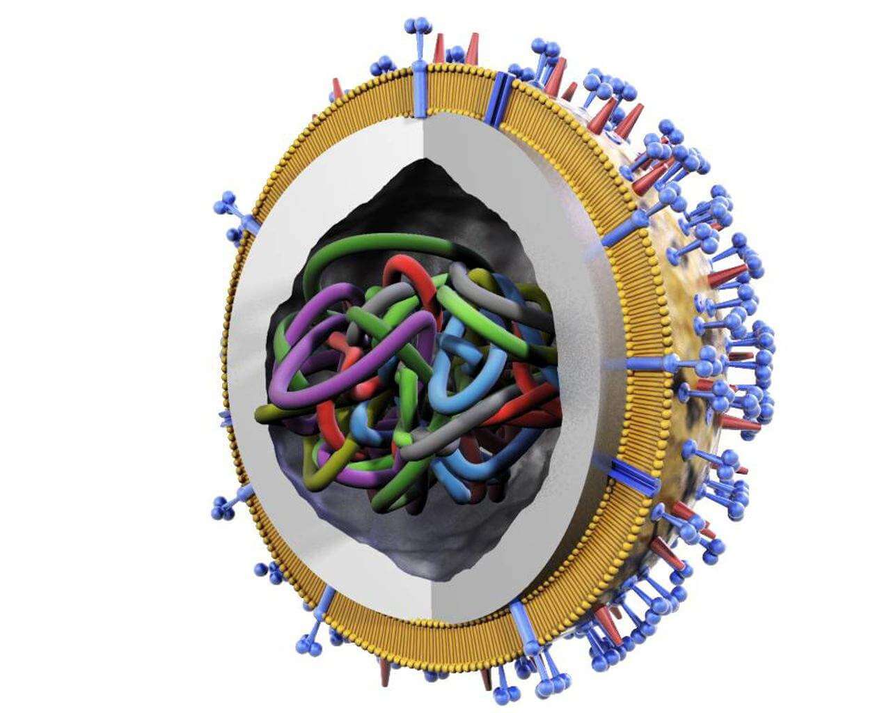 Influenza virus - 3D Model by Behr Bros