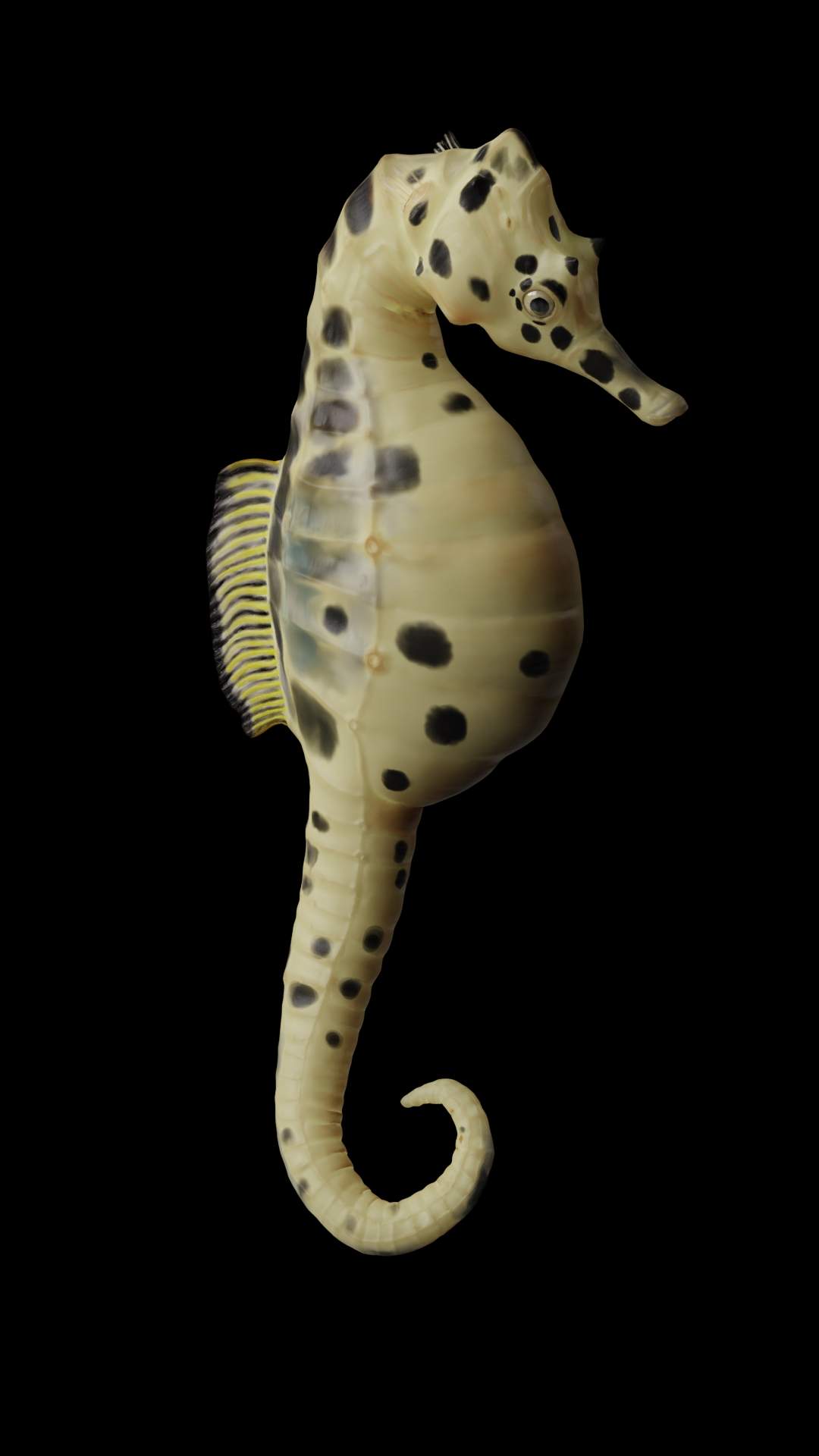 Pot Belly Seahorse - 3D Model by Bgut