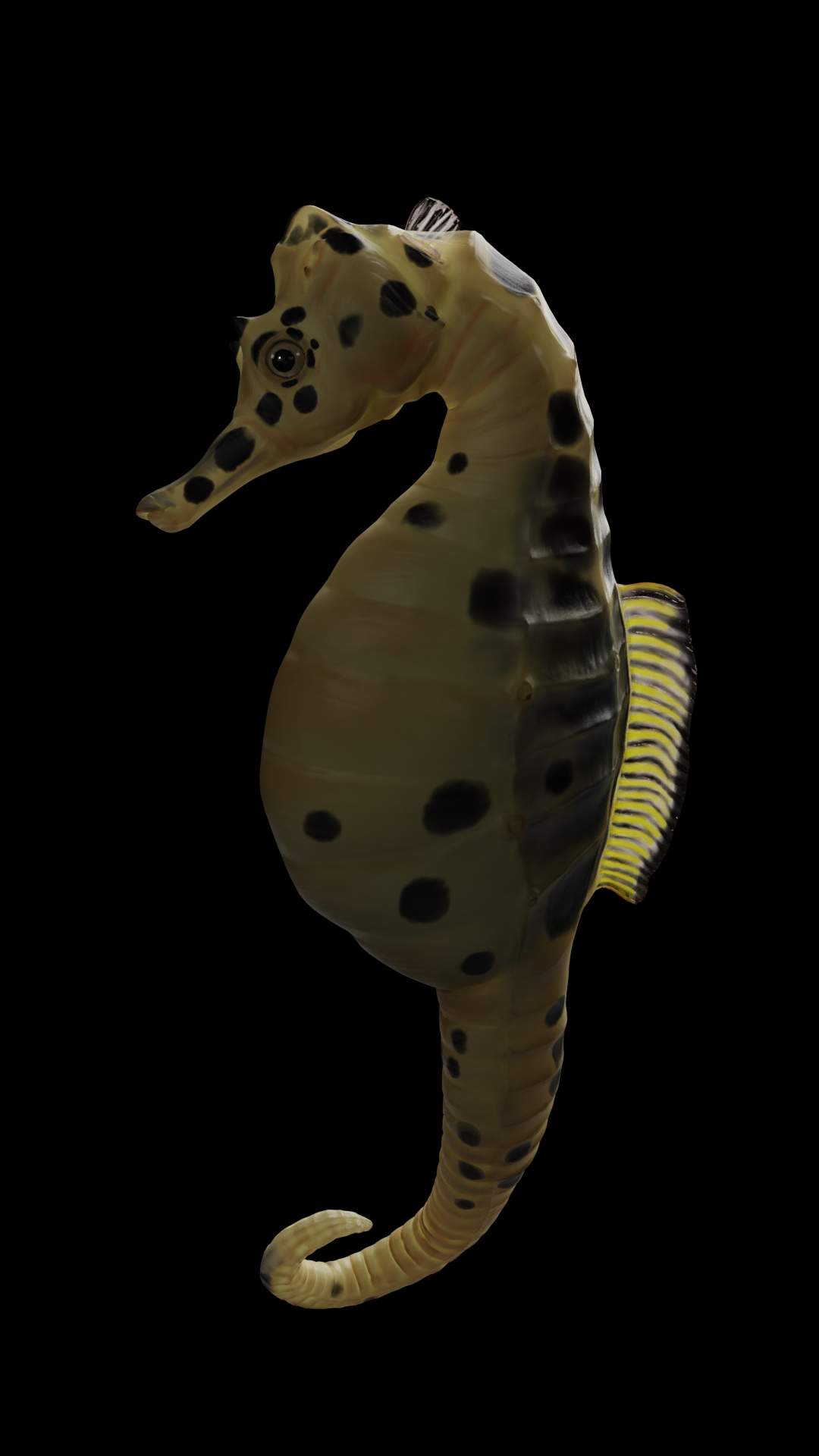 Pot Belly Seahorse - 3D Model by Bgut