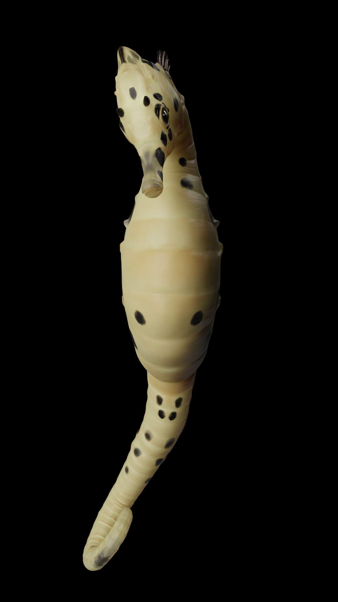 Pot Belly Seahorse - 3D Model by Bgut