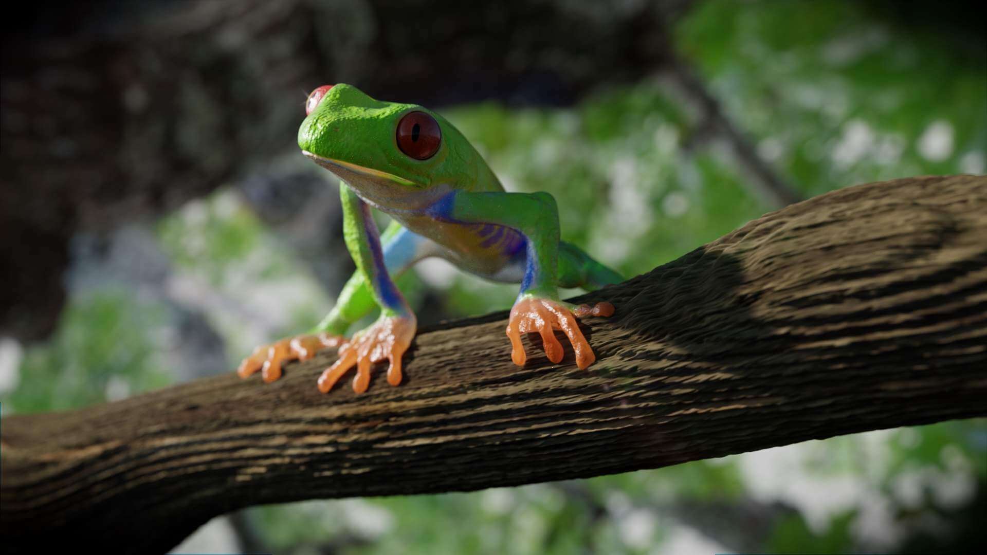 Red Eye Tree Frog - 3D Model by Bgut