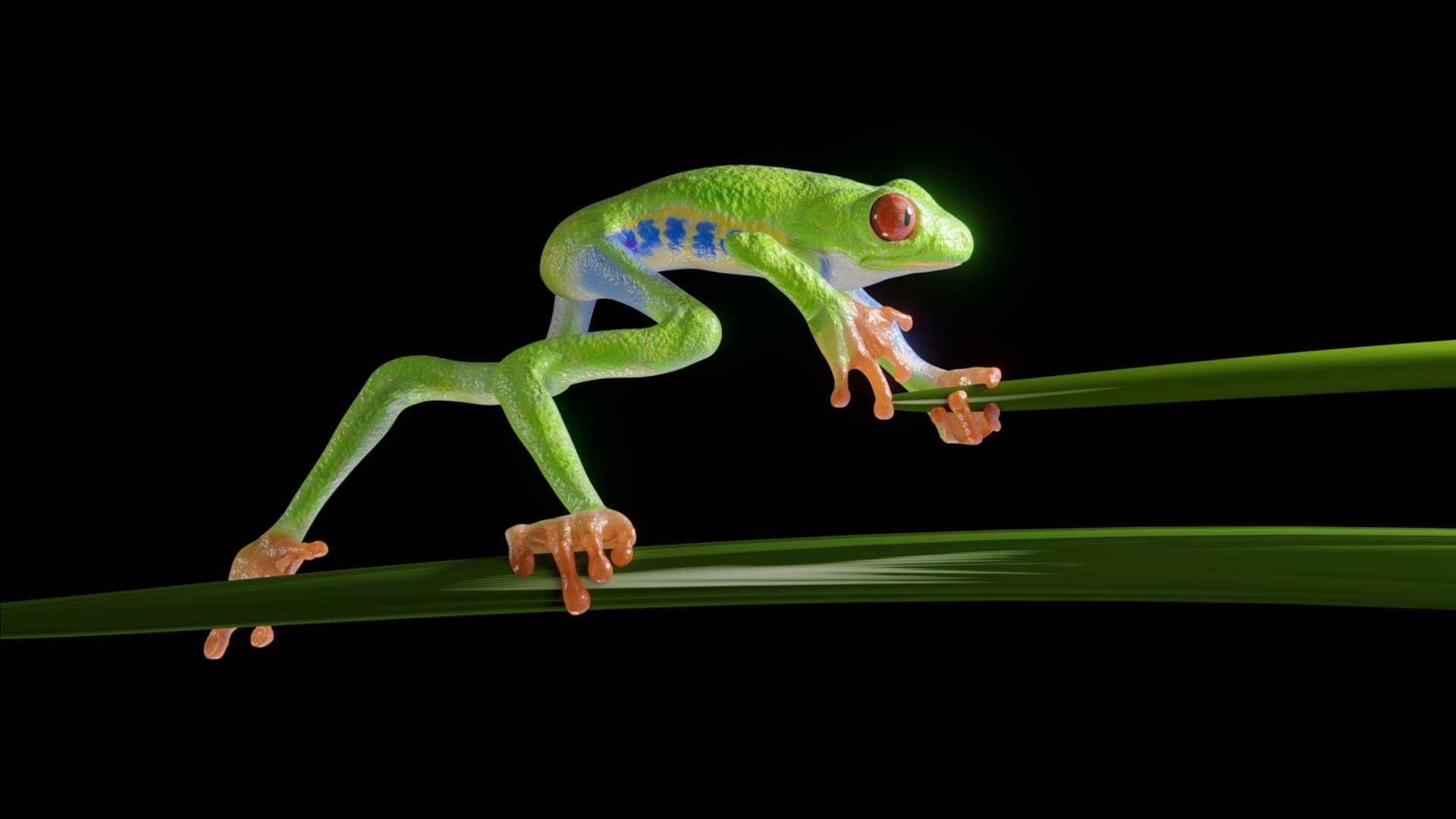Red Eye Tree Frog - 3D Model by Bgut