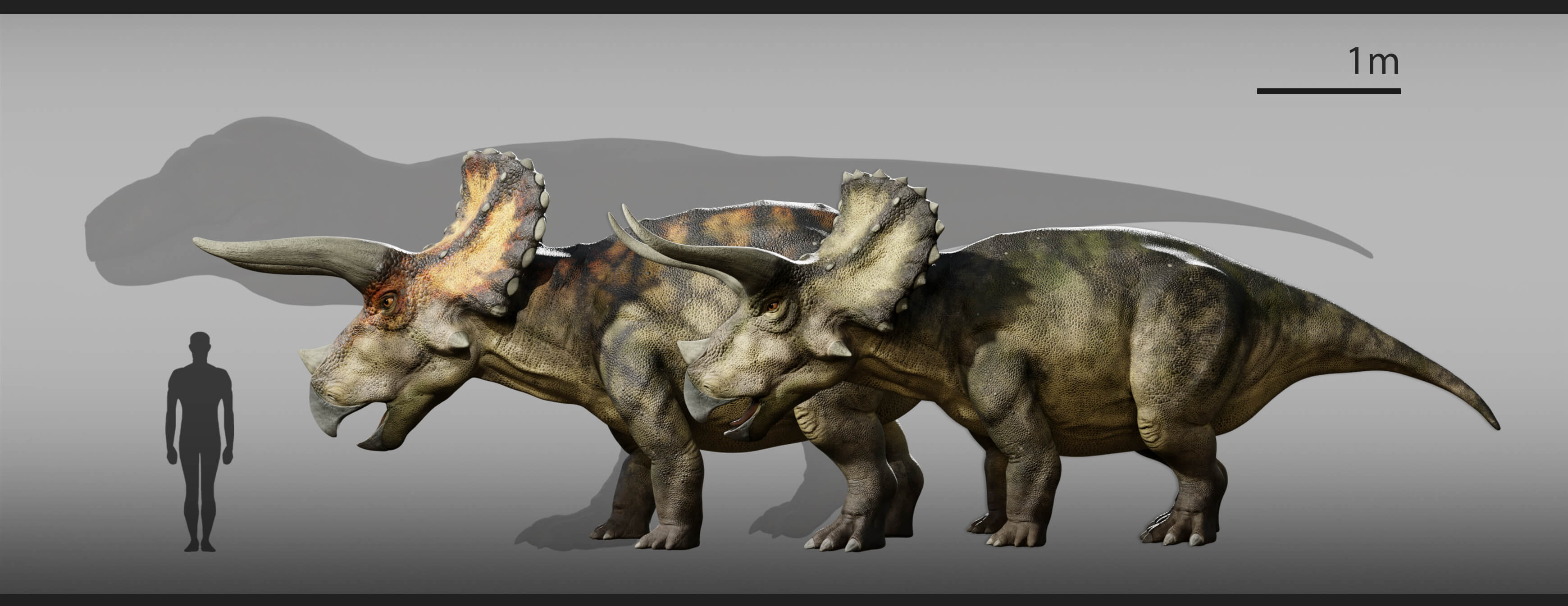 Triceratops Rig - 3D Model by billnguyen1411