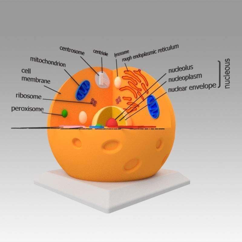 Animal Cell 3D Model By Blackeveryday