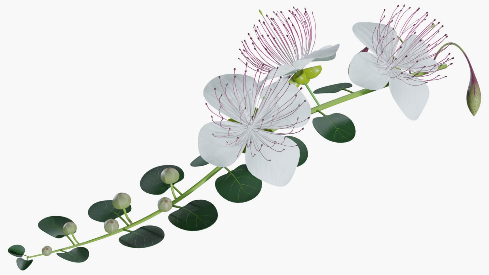 Caper Flower - 3D Model by Blenduffo