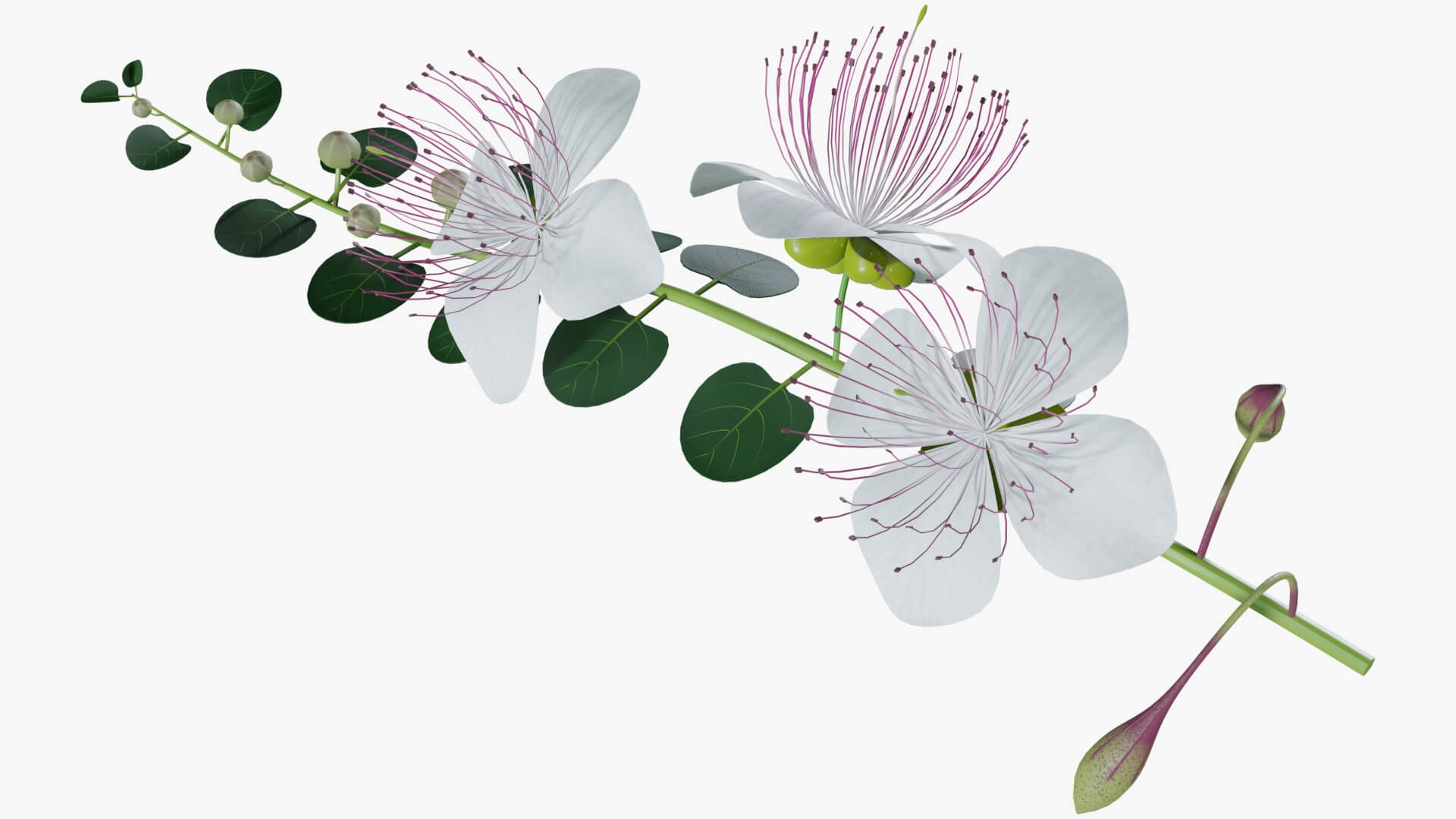 Caper Flower - 3D Model by Blenduffo