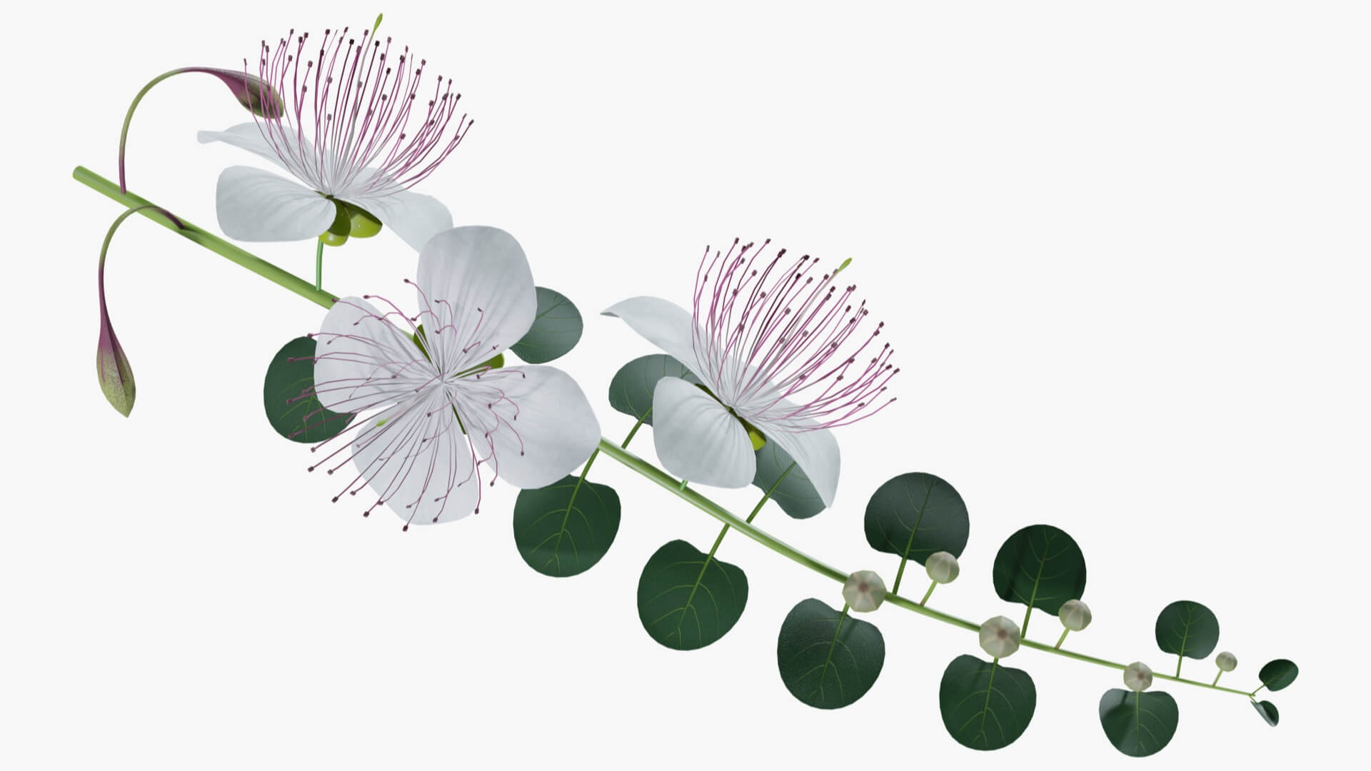 Caper Flower - 3D Model by Blenduffo