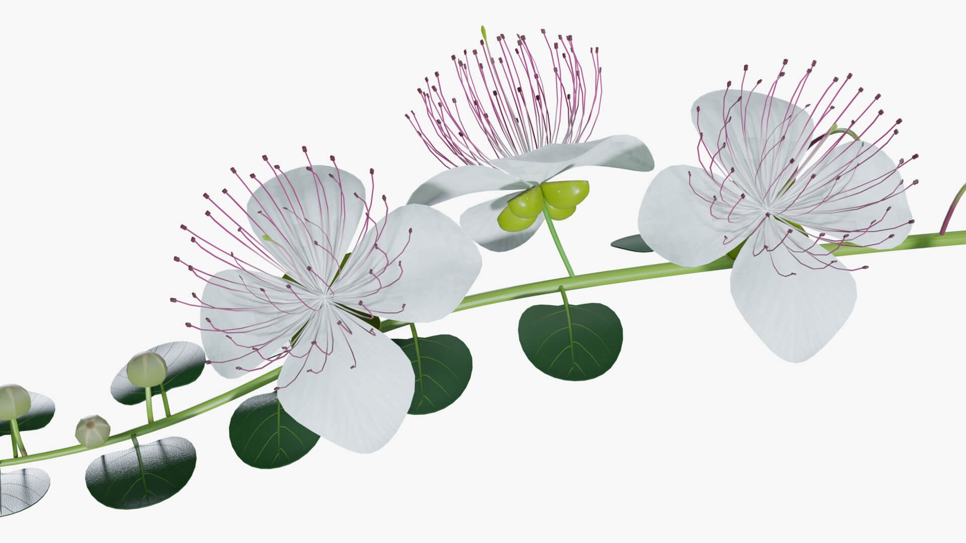 Caper Flower - 3D Model by Blenduffo