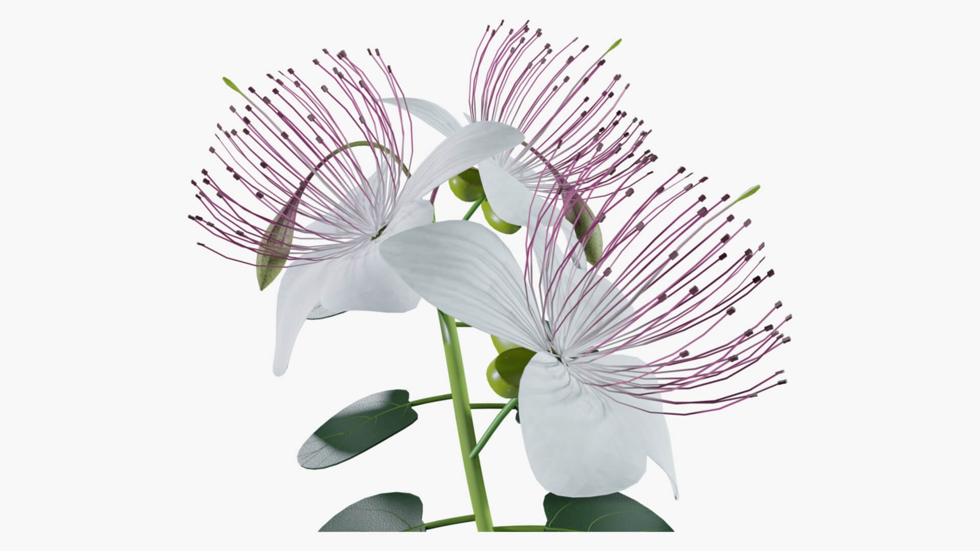 Caper Flower - 3D Model by Blenduffo