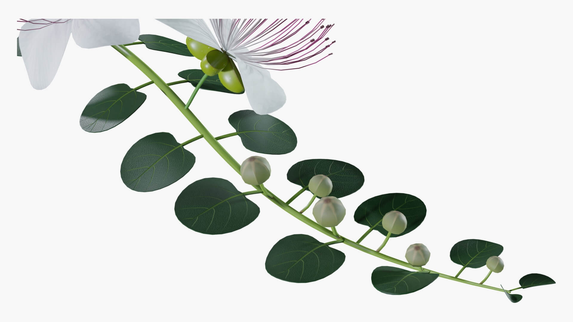 Caper Flower - 3D Model by Blenduffo