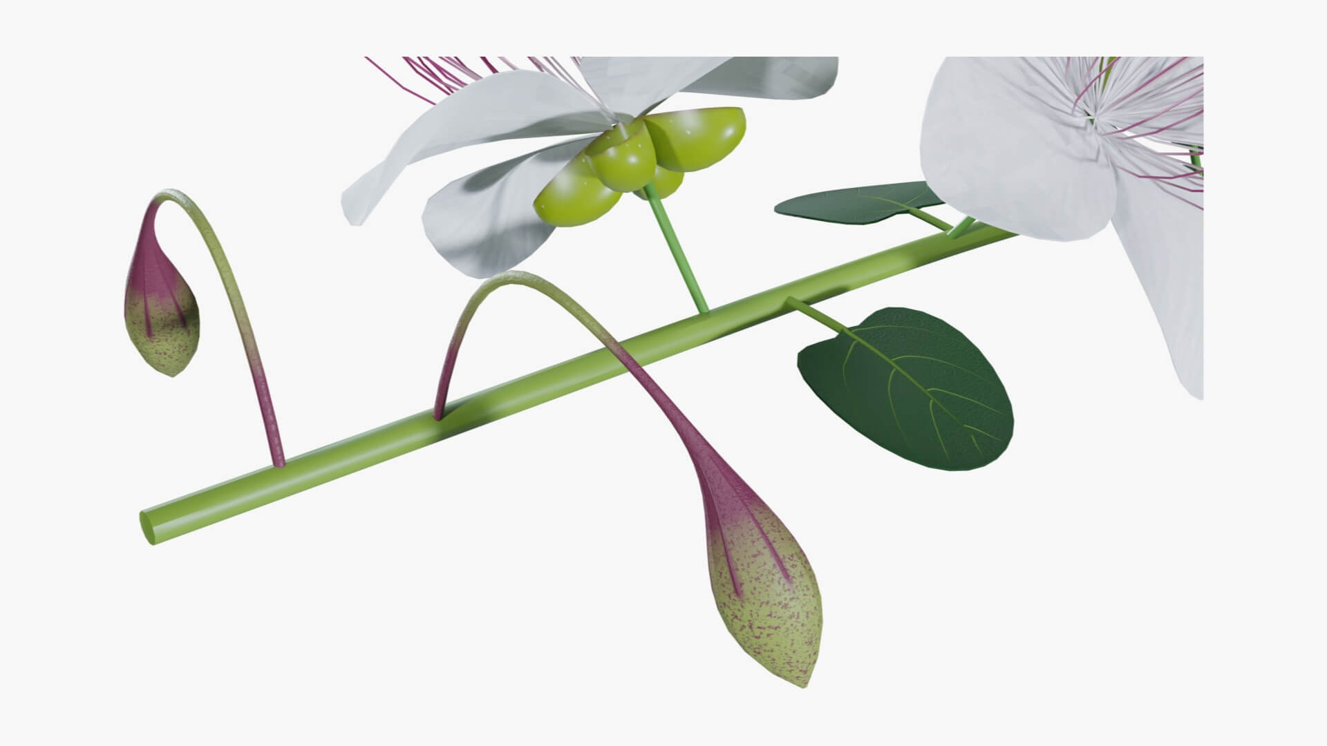 Caper Flower - 3D Model by Blenduffo