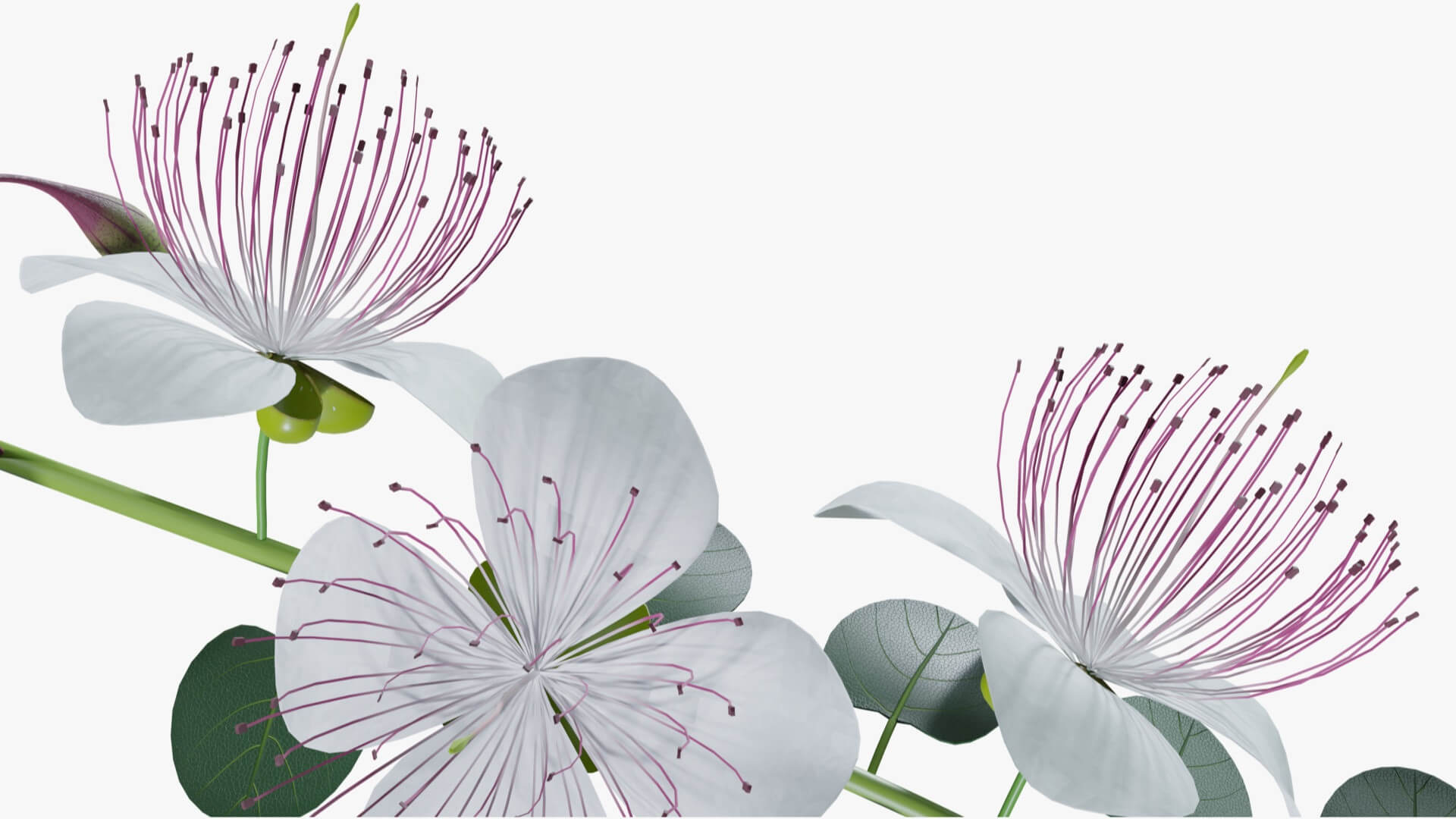 Caper Flower - 3D Model by Blenduffo