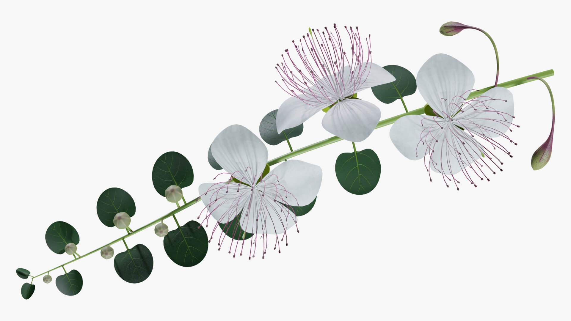 Caper Flower - 3D Model by Blenduffo