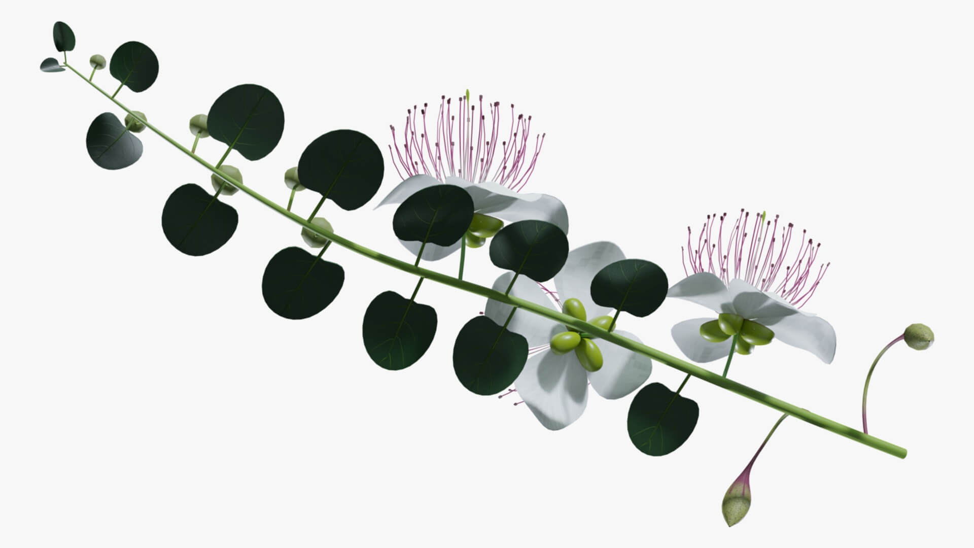 Caper Flower - 3D Model by Blenduffo