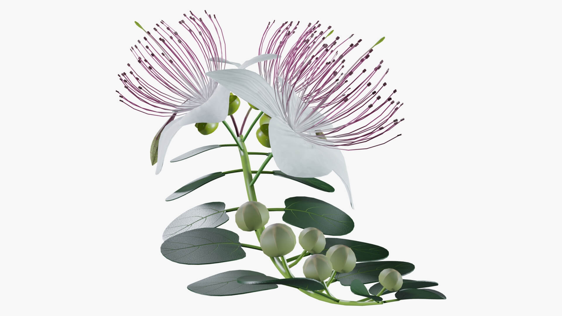 Caper Flower - 3D Model by Blenduffo