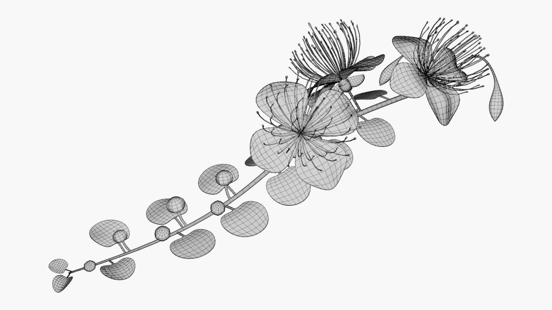 Caper Flower - 3D Model by Blenduffo