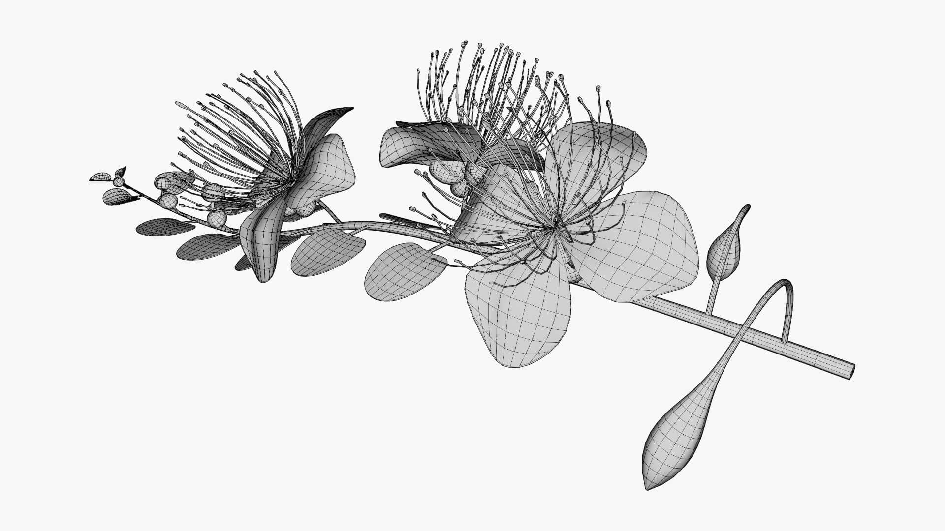 Caper Flower - 3D Model by Blenduffo