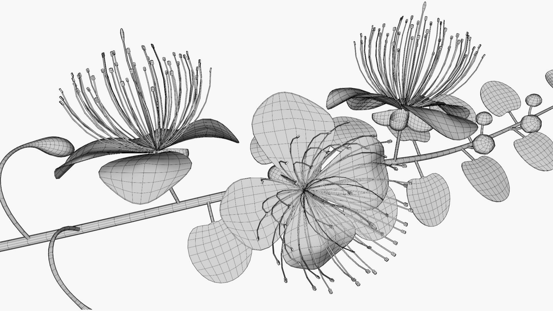 Caper Flower - 3D Model by Blenduffo